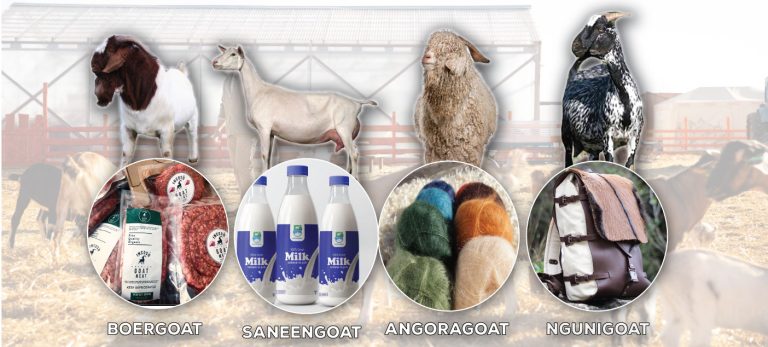 Developing the Goat Value Chain in KZN with support from Municiplaities ...